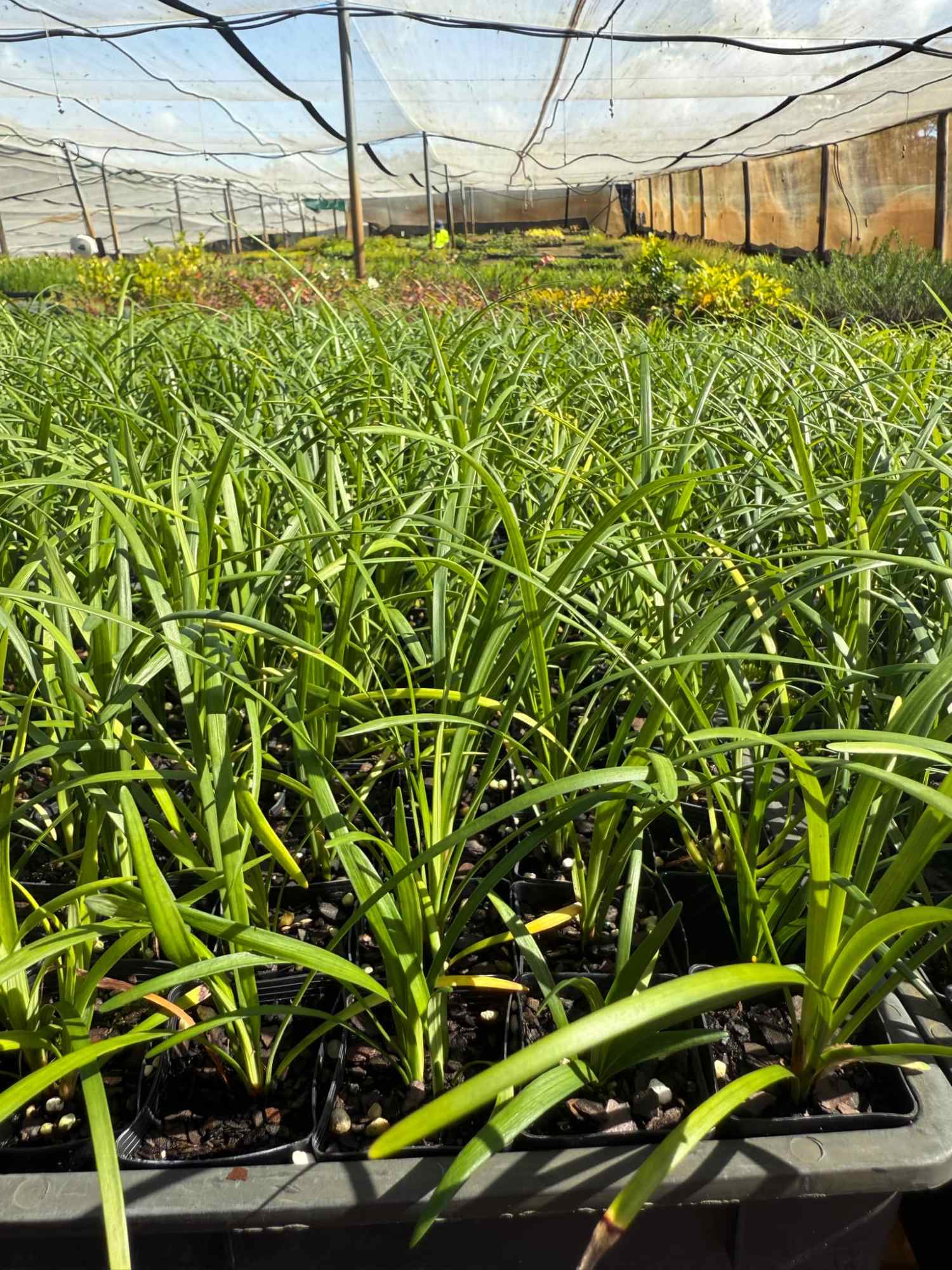 Contact – Sunshine Coast Tubestock Growers